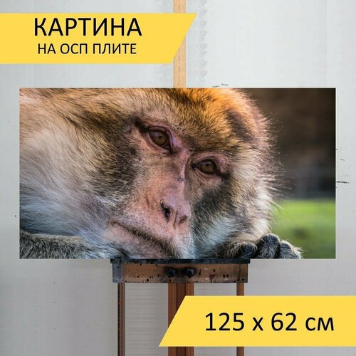 Картина на ОСП 125х62 см. "Обезьяна, животное, горилла" горизонтальная, для интерьера, с креплениями