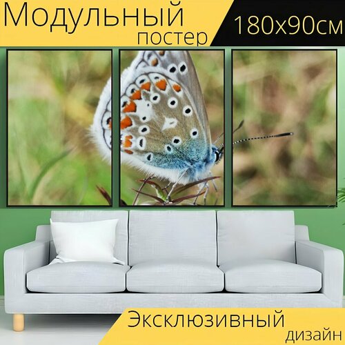 Модульный постер "Природа, бабочки, животное" 180 x 90 см. для интерьера
