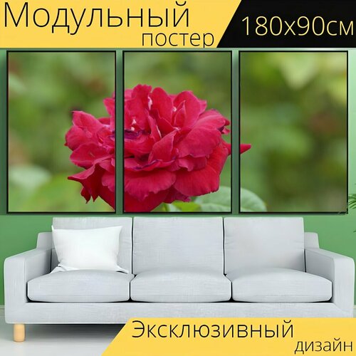 Модульный постер "Роза, цветок, днп россия" 180 x 90 см. для интерьера