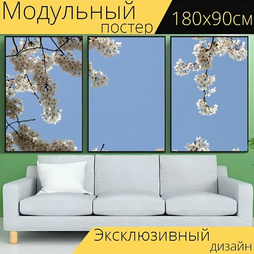 Модульный постер "Вишни в цвету, весна, цветок" 180 x 90 см. для интерьера