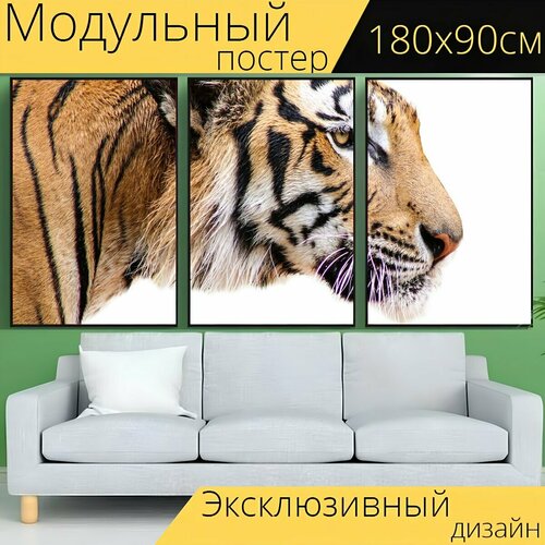 Модульный постер "Животное, тигр, шерсть" 180 x 90 см. для интерьера