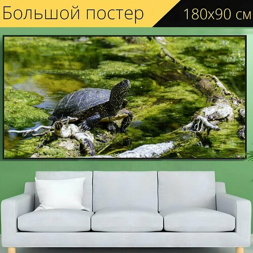 Большой постер "Европейский, болотная черепаха, черепаха" 180 x 90 см. для интерьера