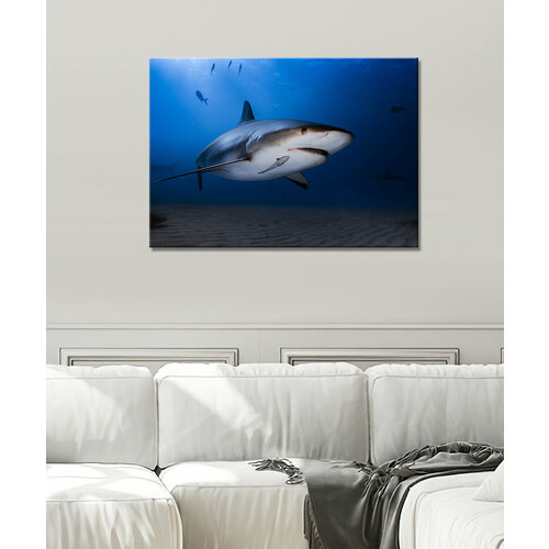 Картина -Акула, чернокрылая акула, акула в море, акула в океане (1) 50х70