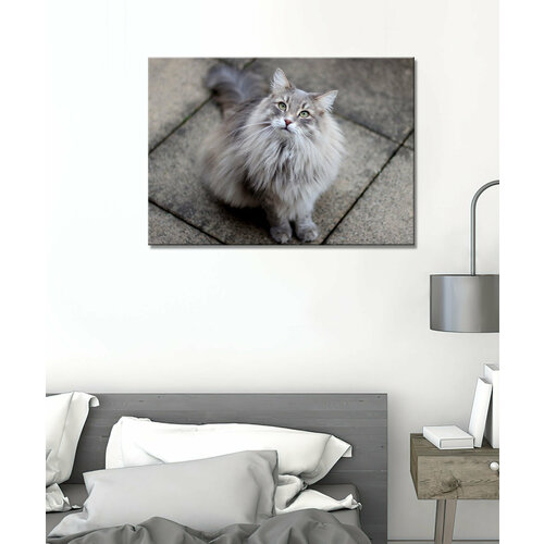 Картина - кошка, сибирская кошка, домашняя кошка, ласковая кошка, полудлинношёрстная кошка, кот (108) 50х70