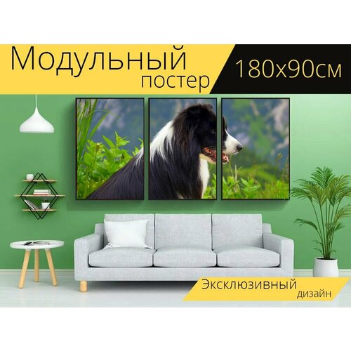 Модульный постер "Собака, британская пастушья собака, бордерколли" 180 x 90 см. для интерьера