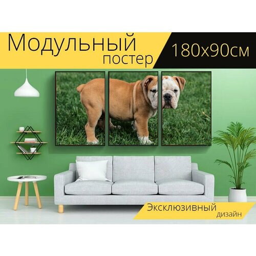 Модульный постер "Английский бульдог, собака, бульдог" 180 x 90 см. для интерьера