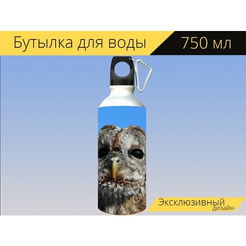 Бутылка фляга для воды "Коричневая сова, сова, птица" 750 мл. с карабином и принтом
