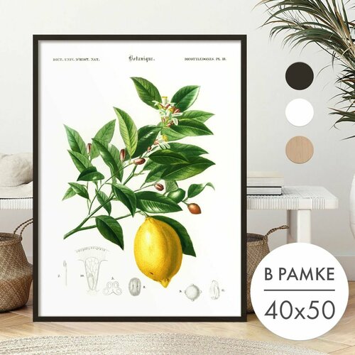 Постер 40х50 В рамке "Ветка лимона иллюстрация" для интерьера
