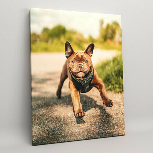 Картина на холсте (интерьерный постер) "Коричневый французский бульдог - собаки", с деревянным подрамником, размер 22x30 см