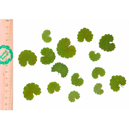 Плоские сухоцветы - Листья Будры для заливки смолой и рукоделия, 15 шт