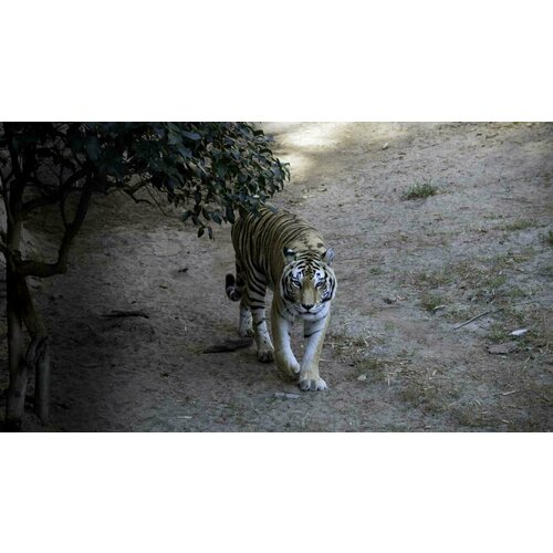Картина на холсте 60x110 LinxOne "Тигр взгляд животное" интерьерная для дома / на стену / на кухню / с подрамником