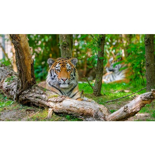 Картина на холсте 60x110 LinxOne "Сибирский тигр хищник большая" интерьерная для дома / на стену / на кухню / с подрамником