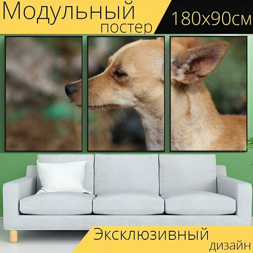 Модульный постер "Чихуахуа, собака, милый" 180 x 90 см. для интерьера