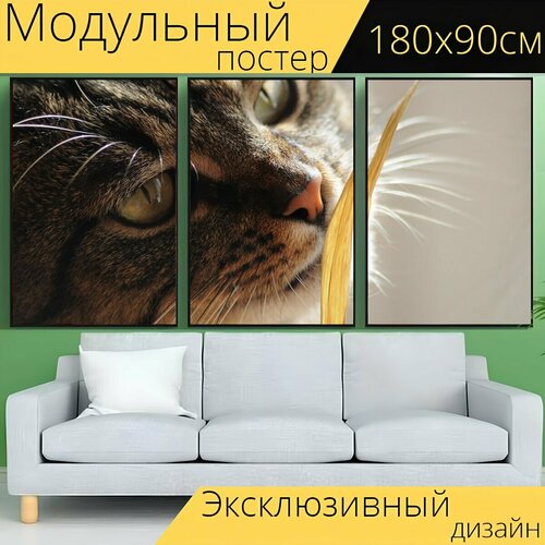 Модульный постер "Кот, травка, нюхать" 180 x 90 см. для интерьера