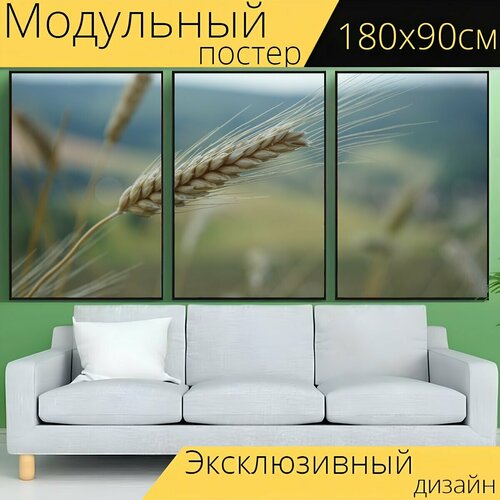 Модульный постер "Пшеница, летом, хлопья" 180 x 90 см. для интерьера