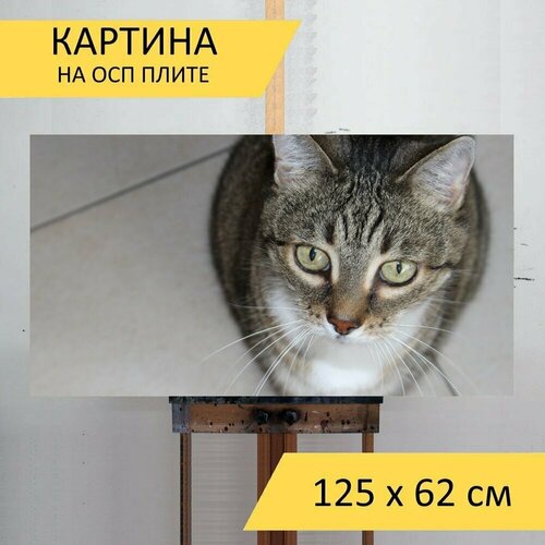 Картина на ОСП 125х62 см. "Кот, лицо, глаза" горизонтальная, для интерьера, с креплениями