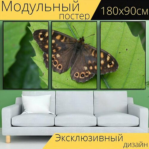 Модульный постер "Бабочка, али, насекомое" 180 x 90 см. для интерьера