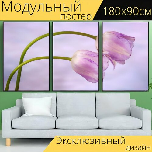Модульный постер "Тюльпан, цветок, расцветает" 180 x 90 см. для интерьера