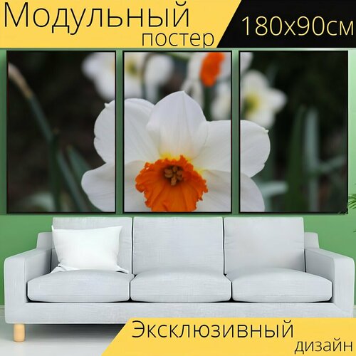 Модульный постер "Нарцисс, завод, цветок" 180 x 90 см. для интерьера