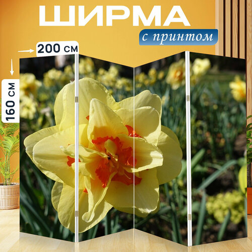 Ширма перегородка с принтом "Цветок, нарцисс, весна" на холсте - 200x160 см. для зонирования, раскладная