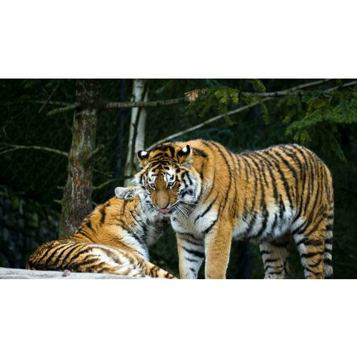 Картина на холсте 60x110 LinxOne "Тигр кошки пара амурский" интерьерная для дома / на стену / на кухню / с подрамником