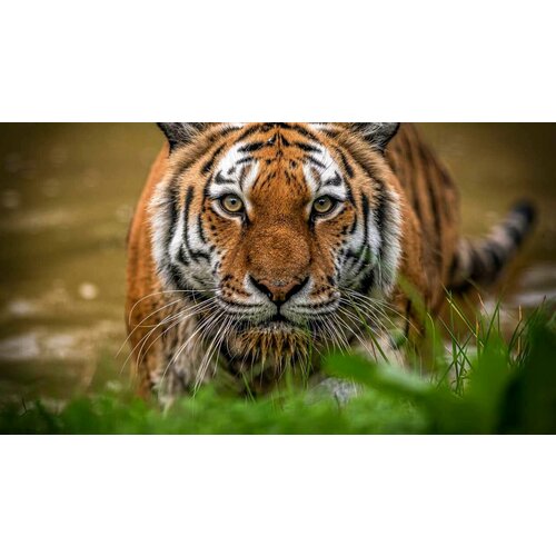 Картина на холсте 60x110 LinxOne "Трава тигр взгляд вода морда" интерьерная для дома / на стену / на кухню / с подрамником
