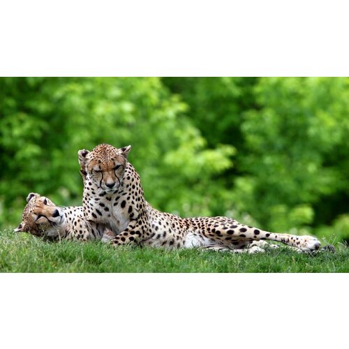 Картина на холсте 60x110 LinxOne "Гепарды пара кошки отдых" интерьерная для дома / на стену / на кухню / с подрамником