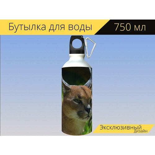 Бутылка фляга для воды "Каракал, кошка, зоопарк" 750 мл. с карабином и принтом