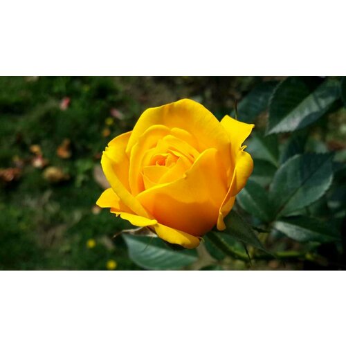 Картина на холсте 60x110 LinxOne "Роза, желтый, цветок, куст, бутон" интерьерная для дома / на стену / на кухню / с подрамником