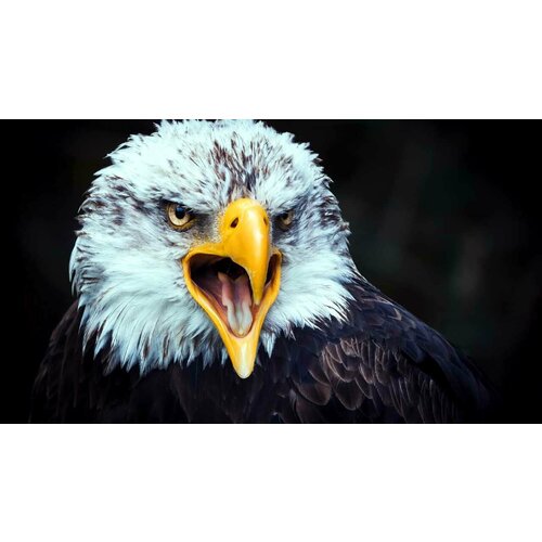Картина на холсте 60x110 LinxOne "Eagle beak tongue" интерьерная для дома / на стену / на кухню / с подрамником