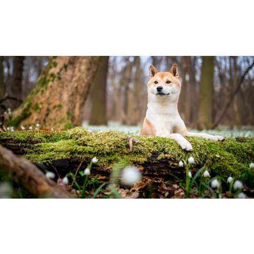 Картина на холсте 60x110 LinxOne "Весна Собака взгляд" интерьерная для дома / на стену / на кухню / с подрамником