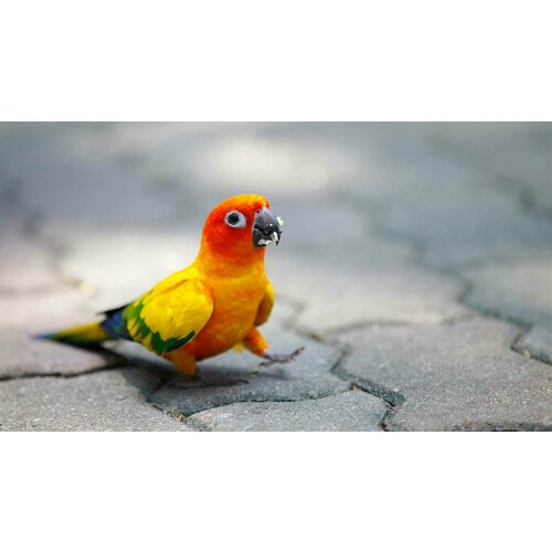 Картина на холсте 110x60 LinxOne "Попугай яркий мостовая птица" интерьерная для дома / на стену / на кухню / с подрамником