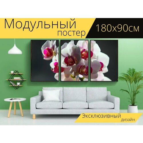 Модульный постер "Орхидея, декоративное растение, орхидные" 180 x 90 см. для интерьера