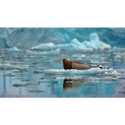 Картина на холсте 110x60 LinxOne "Пейзаж арктика тюлень льдины" интерьерная для дома / на стену / на кухню / с подрамником