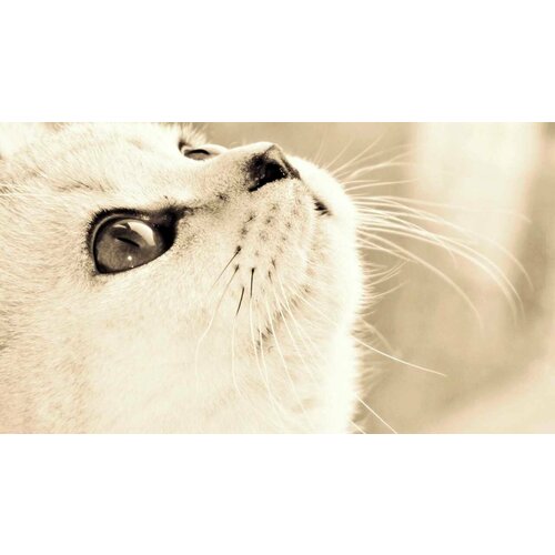 Картина на холсте 60x110 LinxOne "Кошка морда кот глаза взгляд" интерьерная для дома / на стену / на кухню / с подрамником