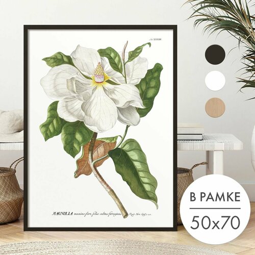 Постер 50х70 В рамке "Магнолия цветы" для интерьера