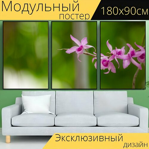 Модульный постер "Орхидея, цветок, сад" 180 x 90 см. для интерьера