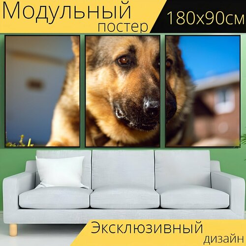 Модульный постер "Немецкая овчарка, домашний питомец, собака" 180 x 90 см. для интерьера