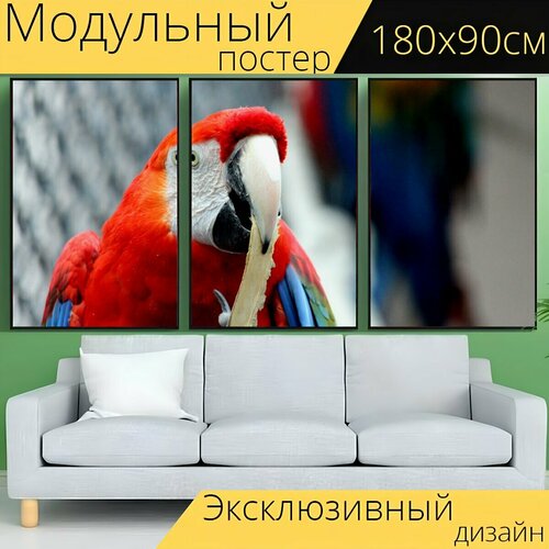 Модульный постер "Ара, попугай, красный ара" 180 x 90 см. для интерьера