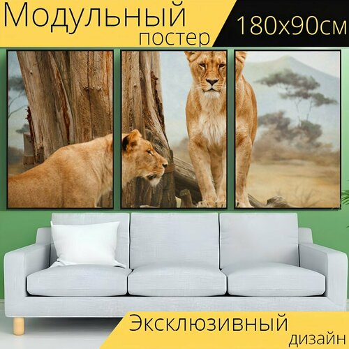 Модульный постер "Львы, животные, зоопарк" 180 x 90 см. для интерьера