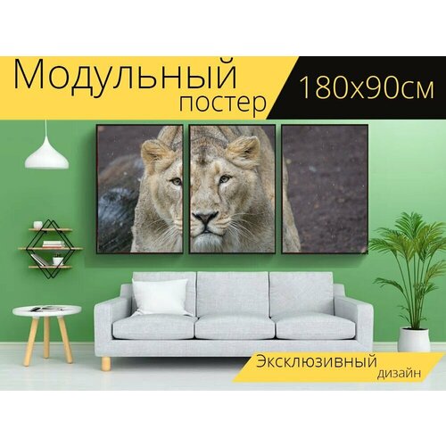 Модульный постер "Лев, индийский лев, львица" 180 x 90 см. для интерьера