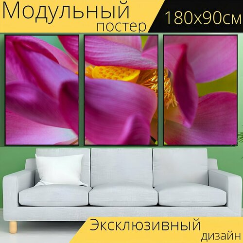Модульный постер "Цветок лотоса, цветок, красивая" 180 x 90 см. для интерьера