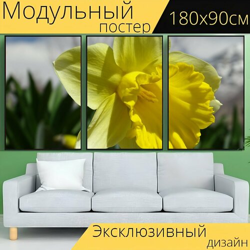 Модульный постер "Нарцисс, желтый, весна" 180 x 90 см. для интерьера