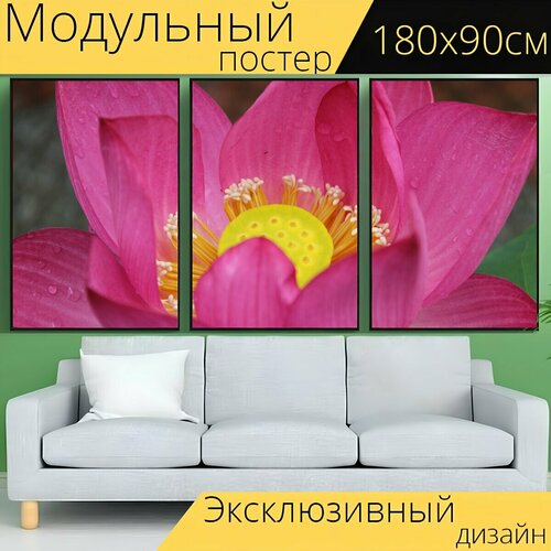 Модульный постер "Цветок, лотос, водяная лилия" 180 x 90 см. для интерьера