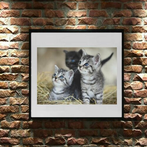 Постер "Милые котятки" из коллекции "Животные" формат А4