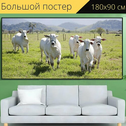 Большой постер "Коровы, пастбище, крупный рогатый скот" 180 x 90 см. для интерьера