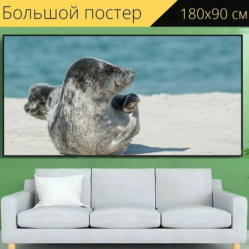 Большой постер "Серый тюлень, уплотнения, животное" 180 x 90 см. для интерьера