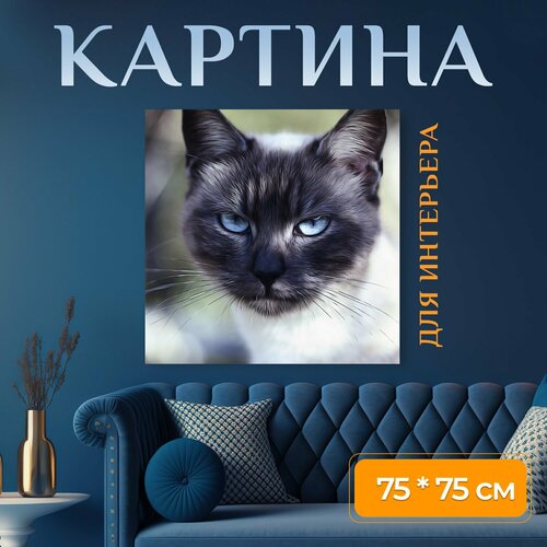 Картина на холсте "Кошка, кошачий, сиамский" на подрамнике 75х75 см. для интерьера