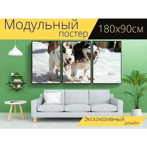 Модульный постер "Хаски, собака, лицо" 180 x 90 см. для интерьера