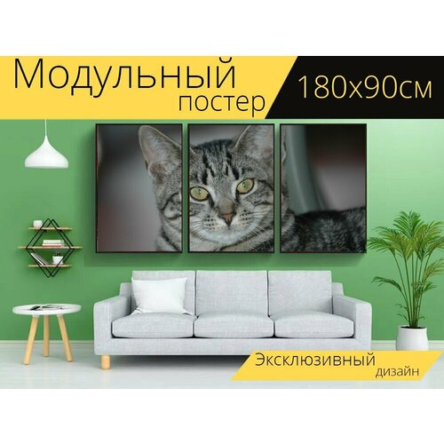 Модульный постер "Тигровый кот, кошка, котенок" 180 x 90 см. для интерьера